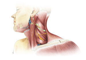 Accessory Nerve – Science Visual