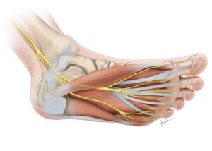 Plantar Nerve – Science Visual